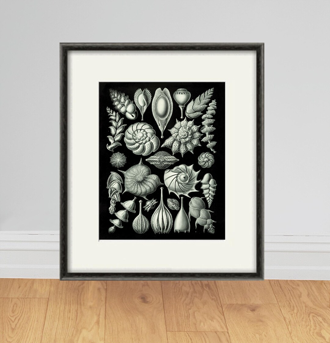 Ernst Haeckel Sea Shell Print: Vintage Victorian Nautical Art - Etsy