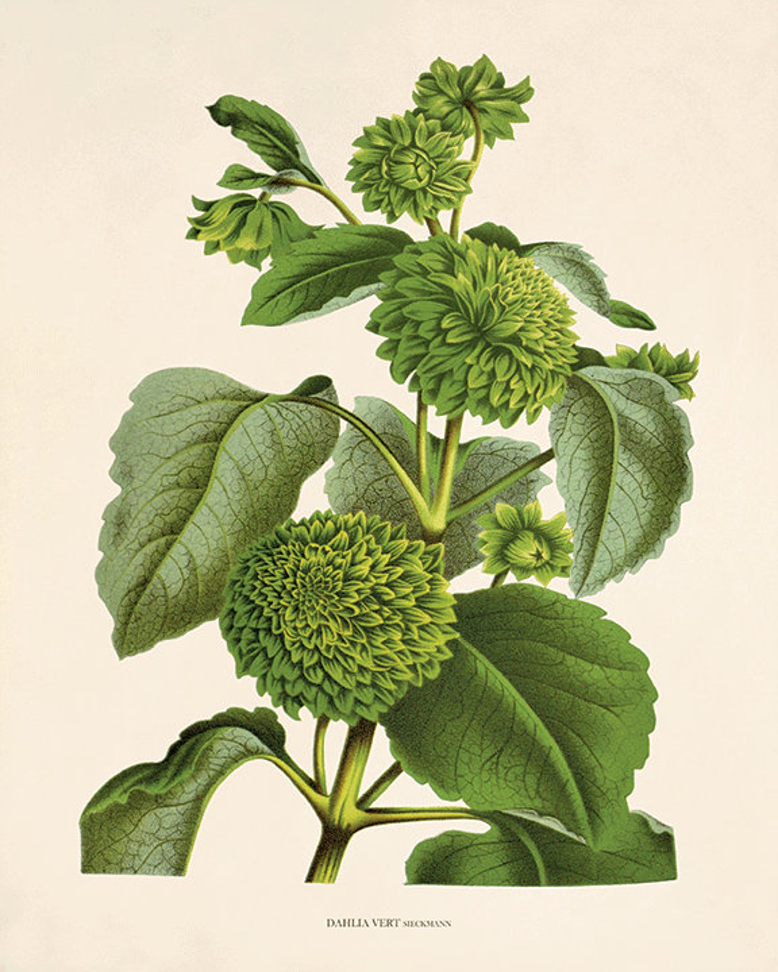 Antique Botanical Print Botanical Art Prints Flower Prints - Etsy