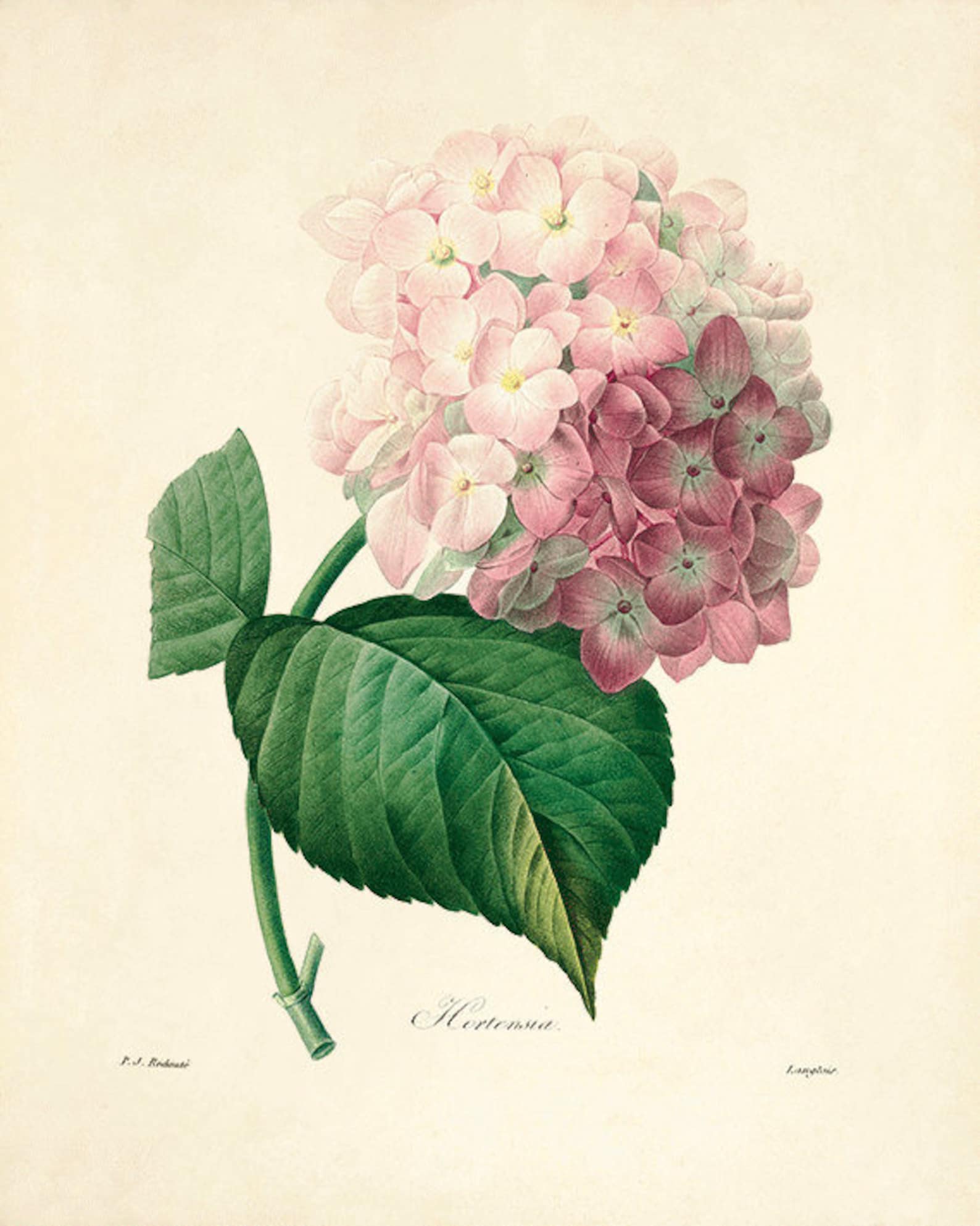 Antique Botanical Print Botanical Art Prints Flower Prints | Etsy