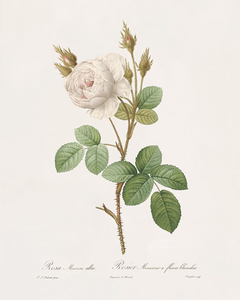 White Rose Art Print Vintage Flower Print Cottage Wall Art | Etsy