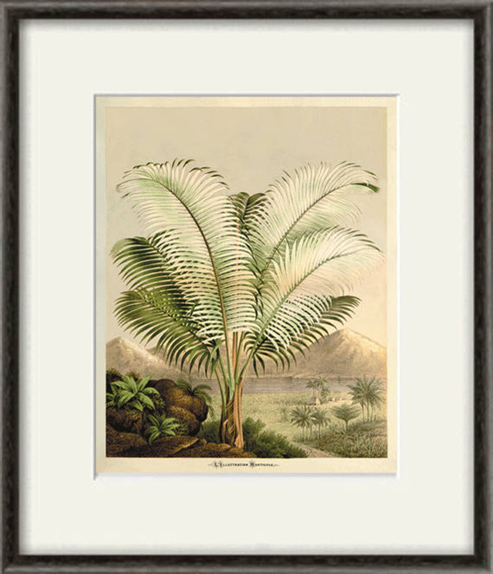 Palm Tree Art Print Antique Botanical Art Prints Home Decor - Etsy