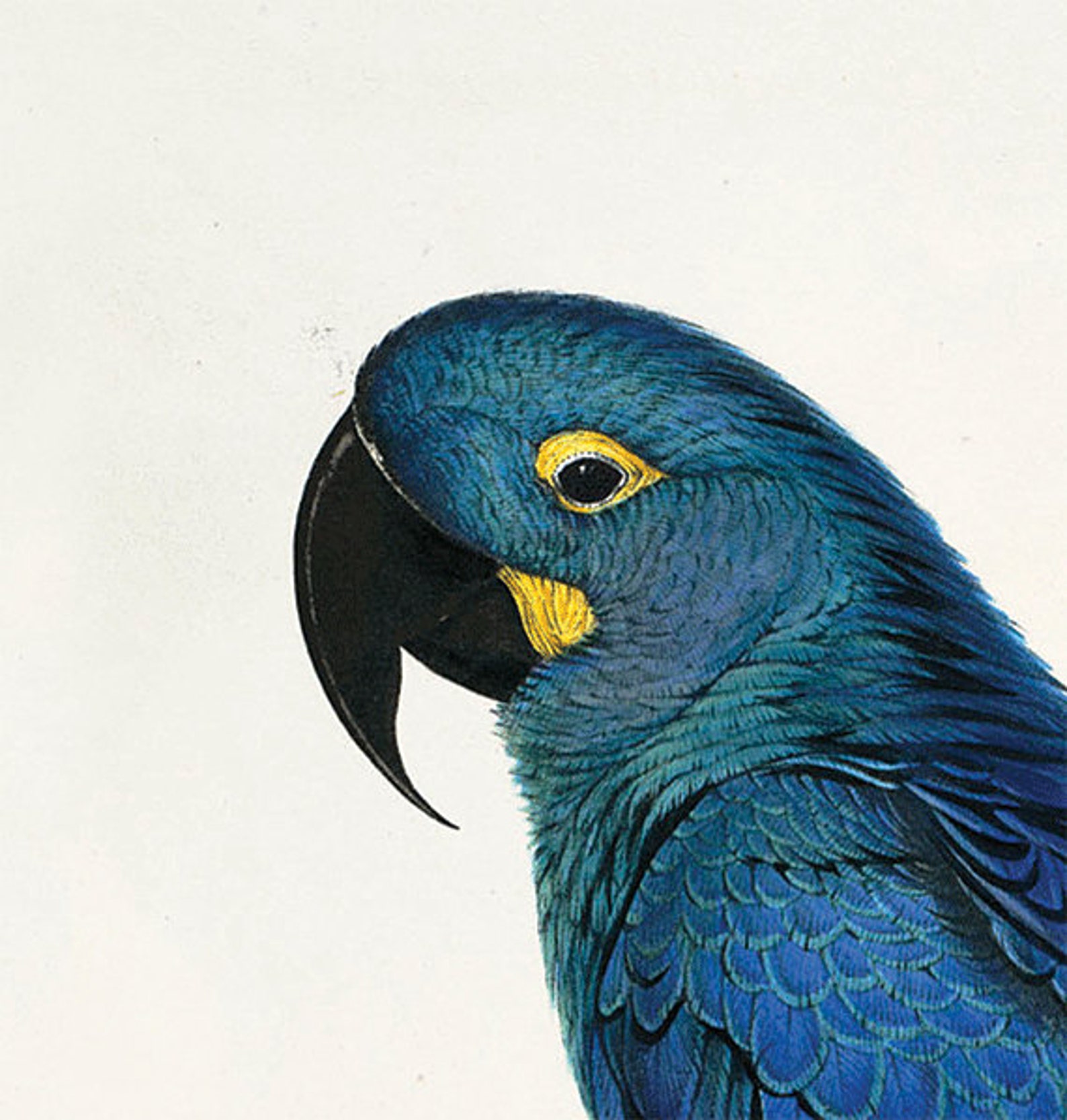 Parrot Art Print Antique Bird Print Nature Wall Art Victorian - Etsy