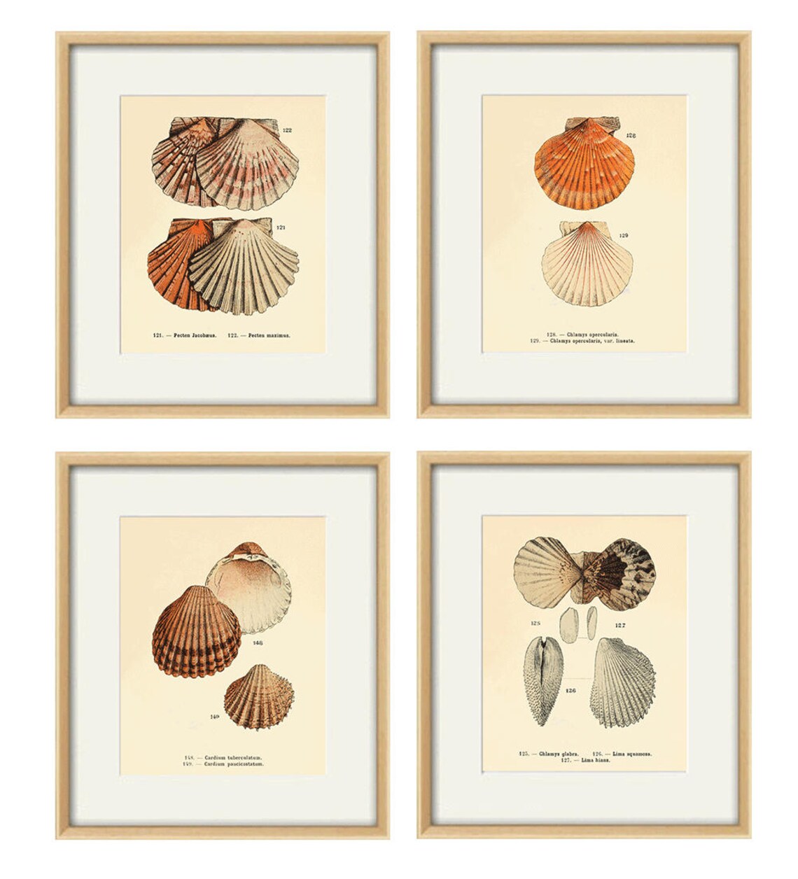 Antique Seashell Art Print Sea Beach Art Nautical Print Ocean - Etsy