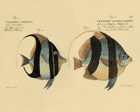 Antique Fish 4 Art Print Set Antique Prints Nautical Art Print - Etsy