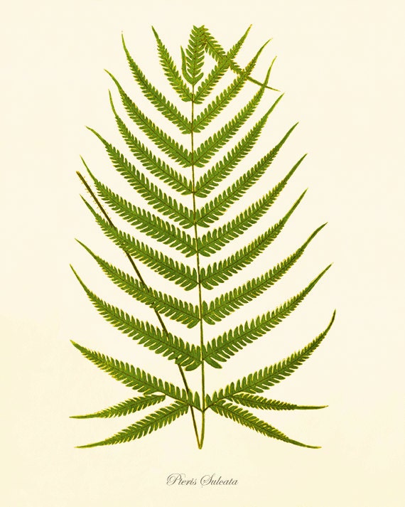 Fern Art Print Vintage Botanical Art Prints Home Decor Wall | Etsy