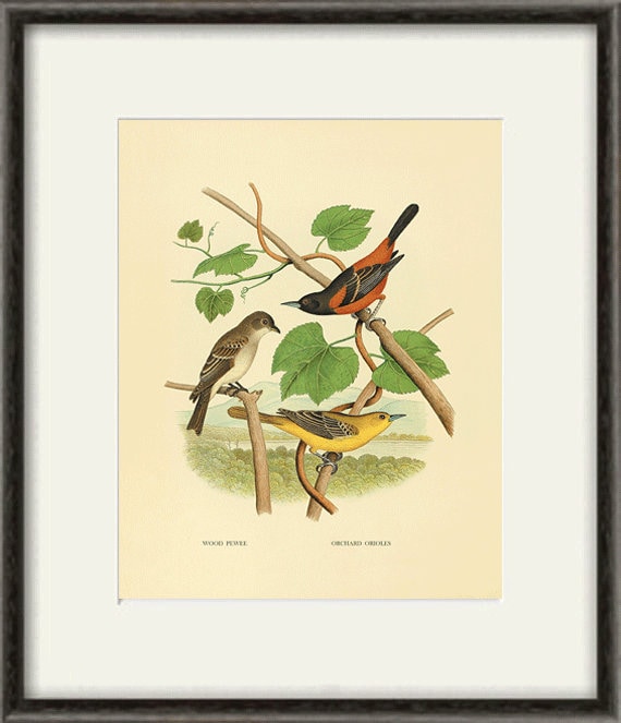 Antique Bird Prints set of 12 bird art print vintage Garden | Etsy