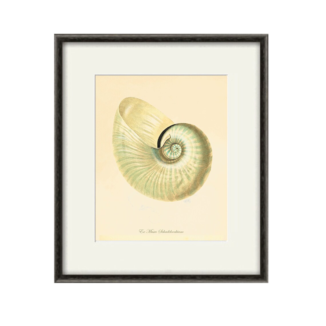 Antique Sea shell art print vintage nautical art print sea art | Etsy