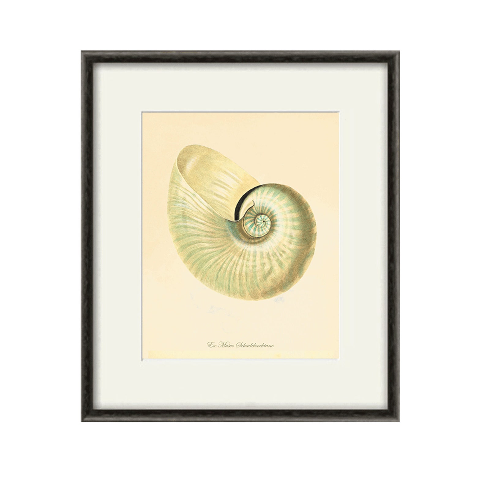 Antique Sea shell art print vintage nautical art print sea art | Etsy