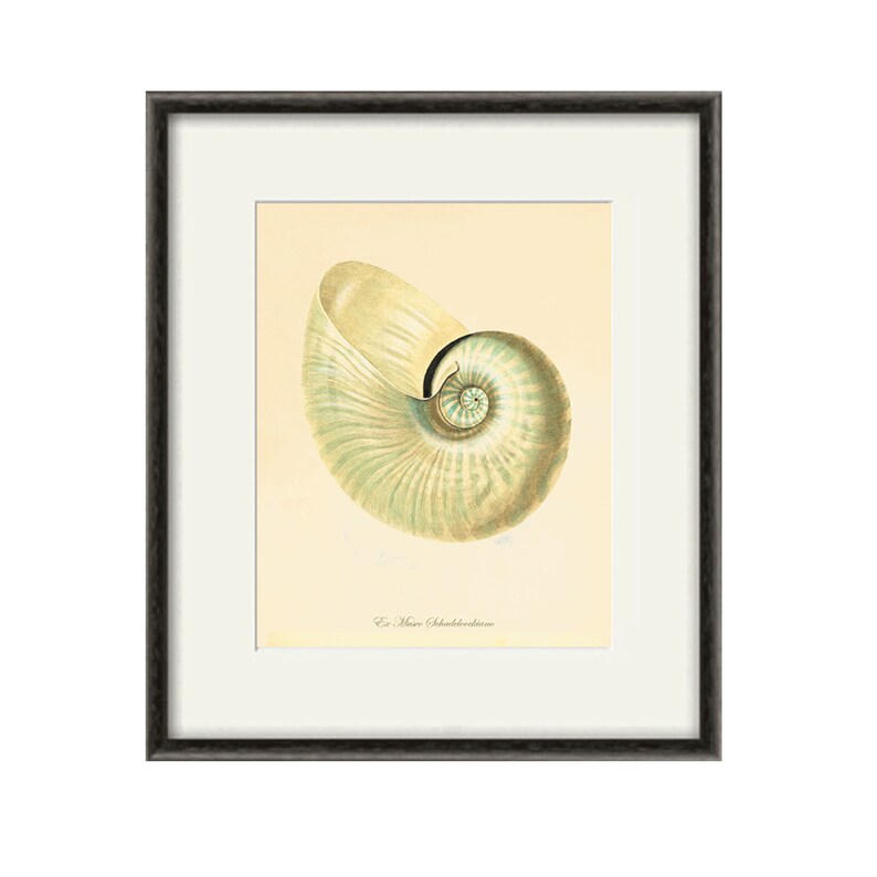 Antique Sea shell art print vintage nautical art print sea art | Etsy
