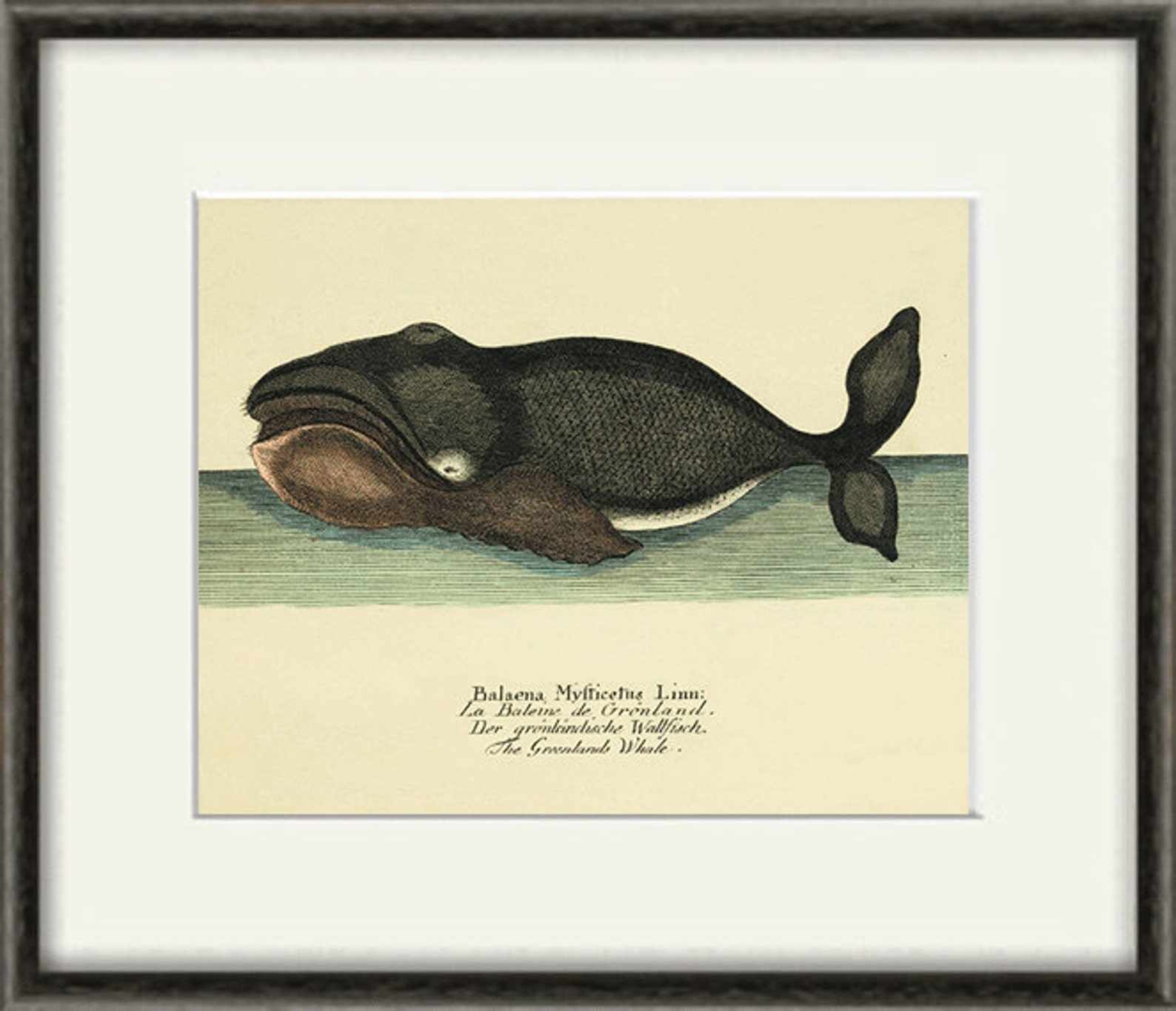 Whale art print antique prints Sea art print old prints | Etsy