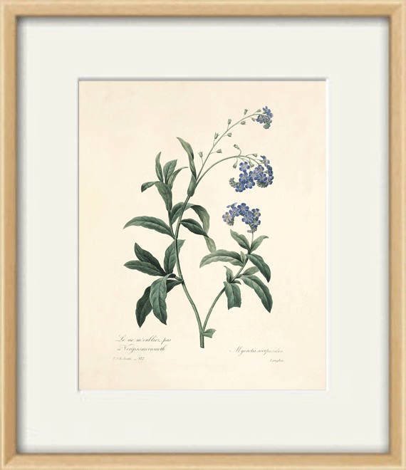 Blue Flower Print Poster Antique Prints Botanical Art Prints | Etsy
