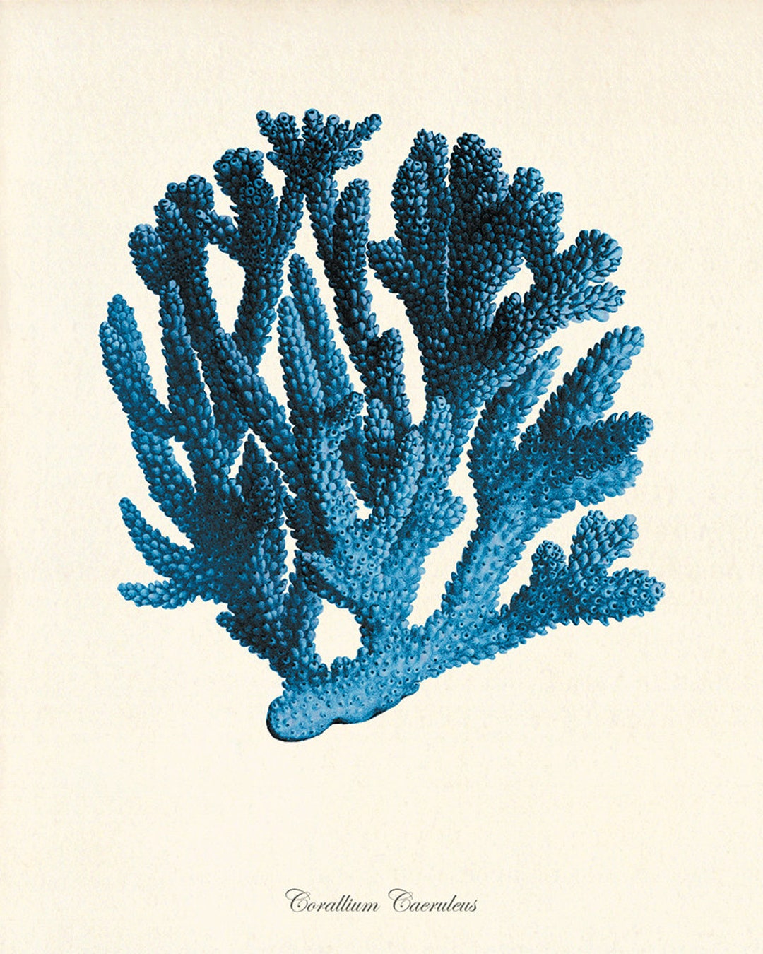 Blue Coral Art Print Vintage Nautical Art Print Sea Art Print Ocean Art ...