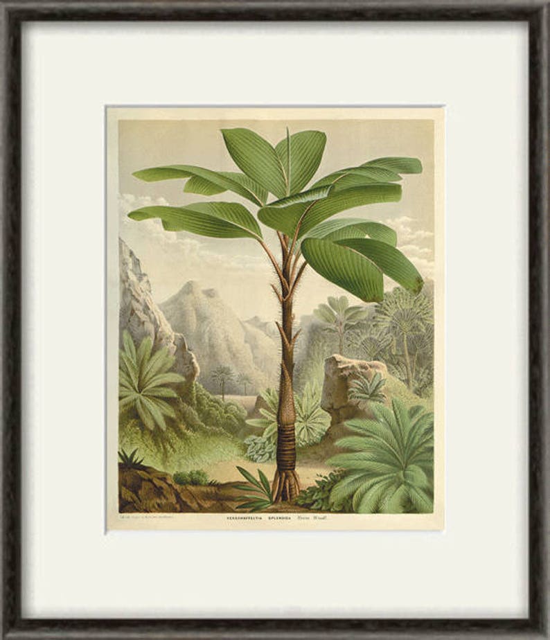 Palm tree art print antique Botanical Art Prints Home Decor | Etsy