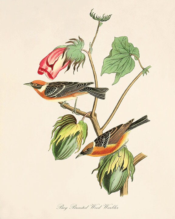 Antique Bird Print set Bird art print set antique prints bird | Etsy