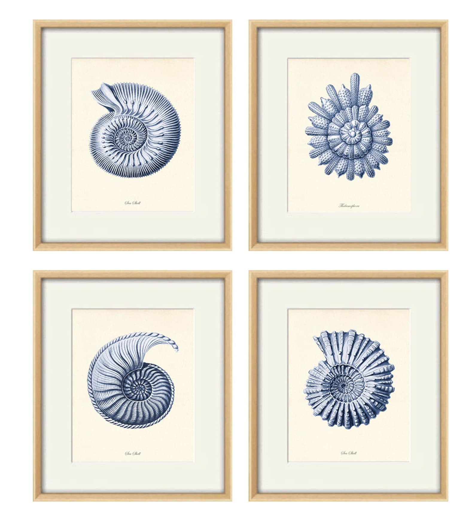 Blue Nautical Decor Seashell Art Print Sea Beach Art Nautical - Etsy