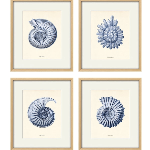 Seashell Art Print - Etsy