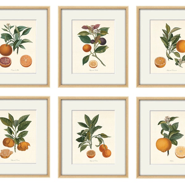 Citrus Print - Etsy