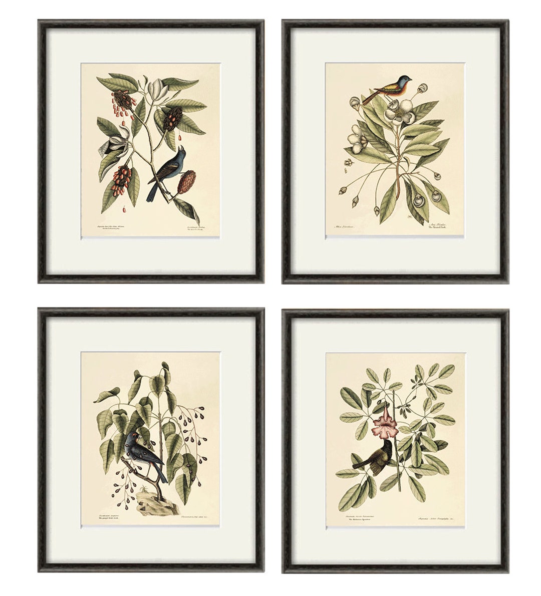 Antique Bird Print Set Bird Art Print Set Antique Prints Bird Decor ...