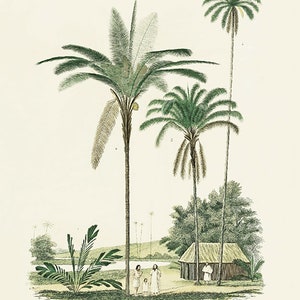Palm Tree Art Print Antique Botanical Art Prints Home Decor Wall Art ...