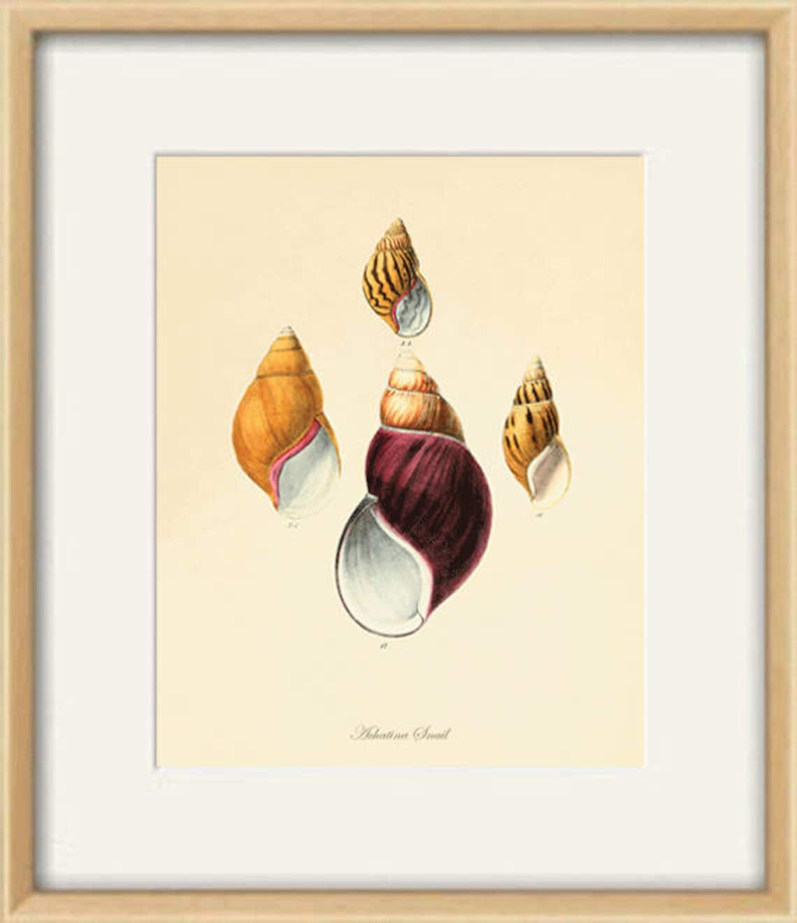 Seashell Art Print Poster Ocean Decor Beach Art Print Natural - Etsy