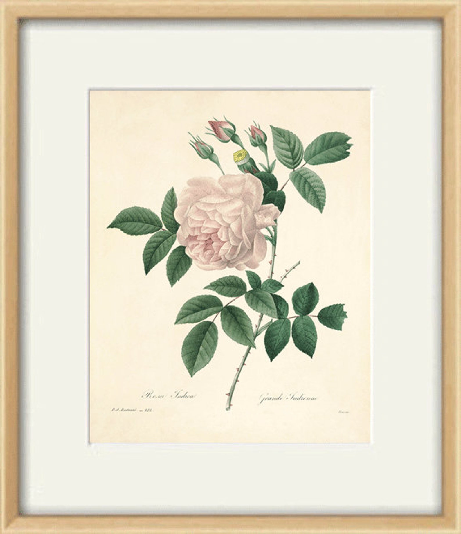 Antique Flower Art Print Set Antique Prints Pink Botanical - Etsy