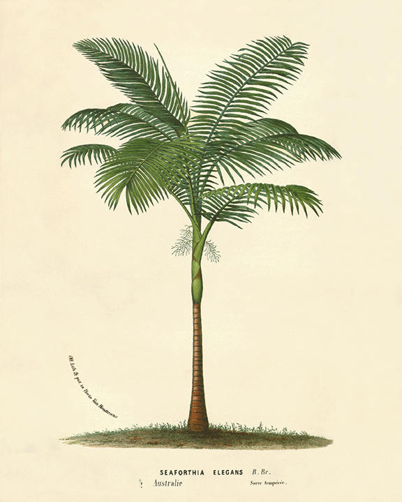 Palm Tree Art Print Antique Botanical Art Prints Home Decor | Etsy