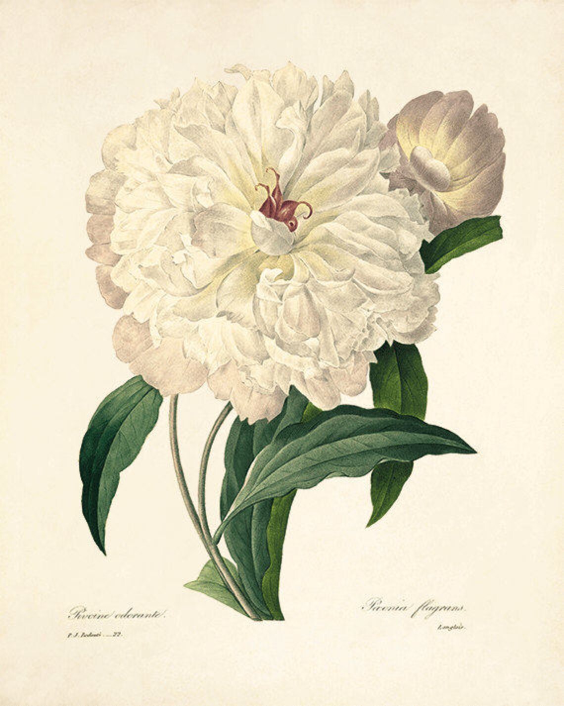 Antique Botanical Print Botanical Art Prints Flower Prints | Etsy