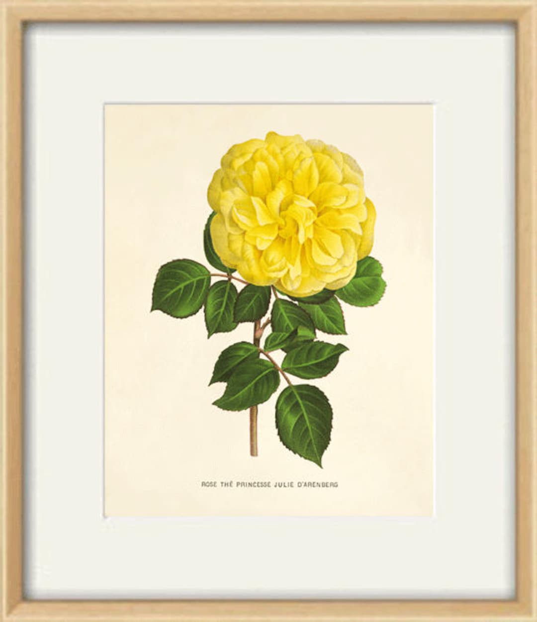Yellow Rose Vintage Flower Art Print Antique Wall Decor Flower Decor ...