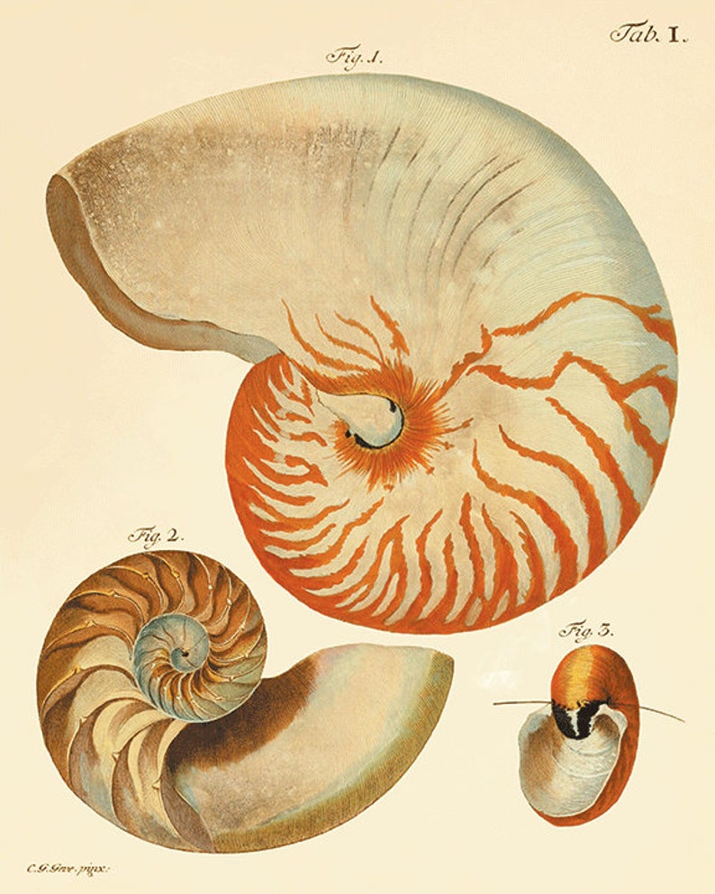 Antique Sea Shell Art Print Vintage Nautical Art Print Sea Art - Etsy