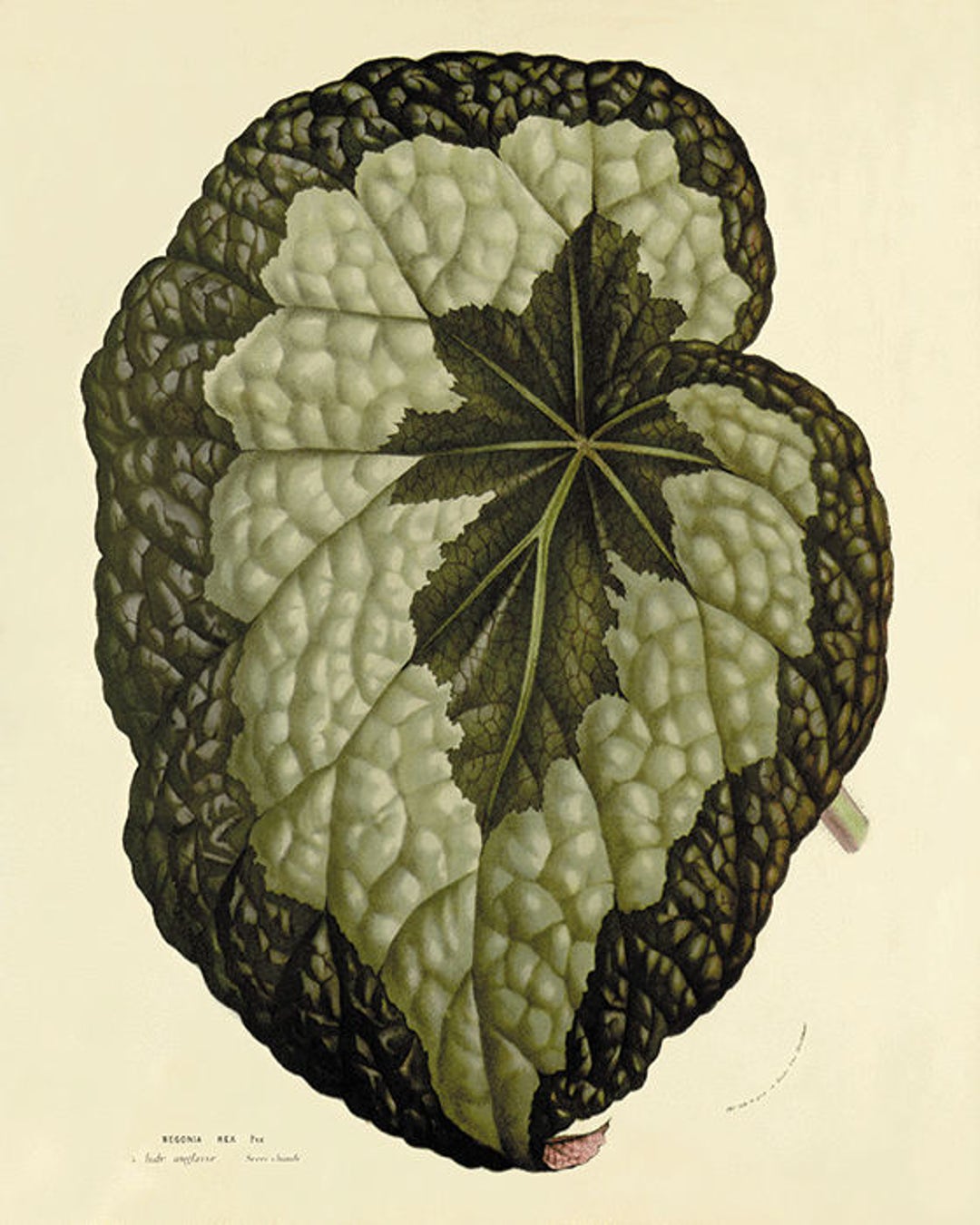 Antique Leafs Art Print Botanical Art Prints Vintage Garden Wall Art ...