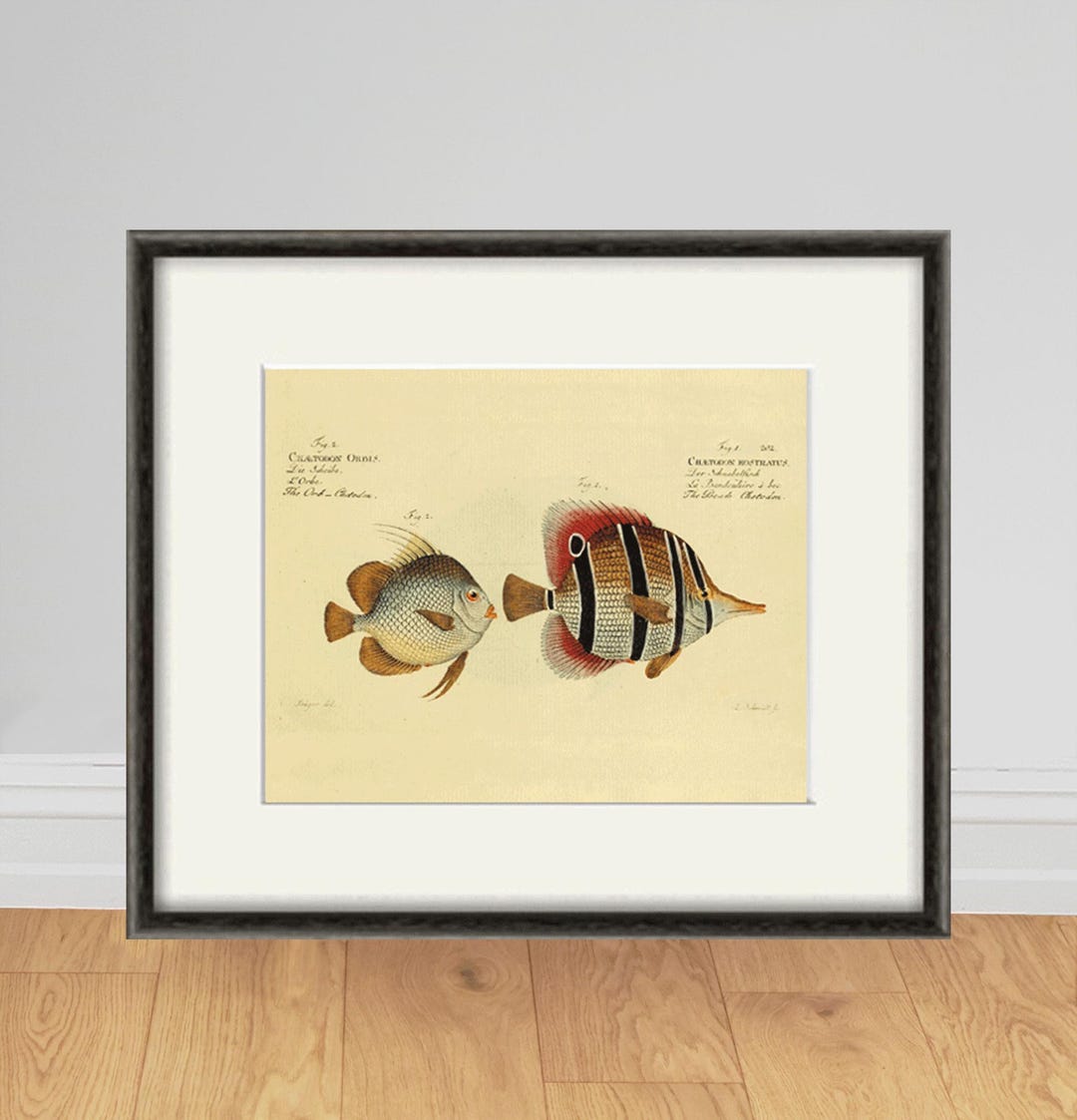 Antique Fish Print: Vintage Nautical Ocean Art, Natural History Decor ...