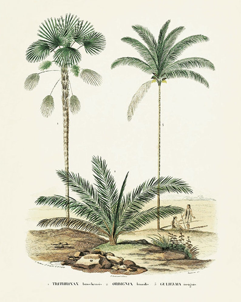 Antique Palm Tree Art Print: Victorian Botanical Illustration - Etsy