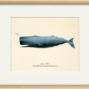Antique Whale Print: Victorian Nautical Ocean Art - Etsy