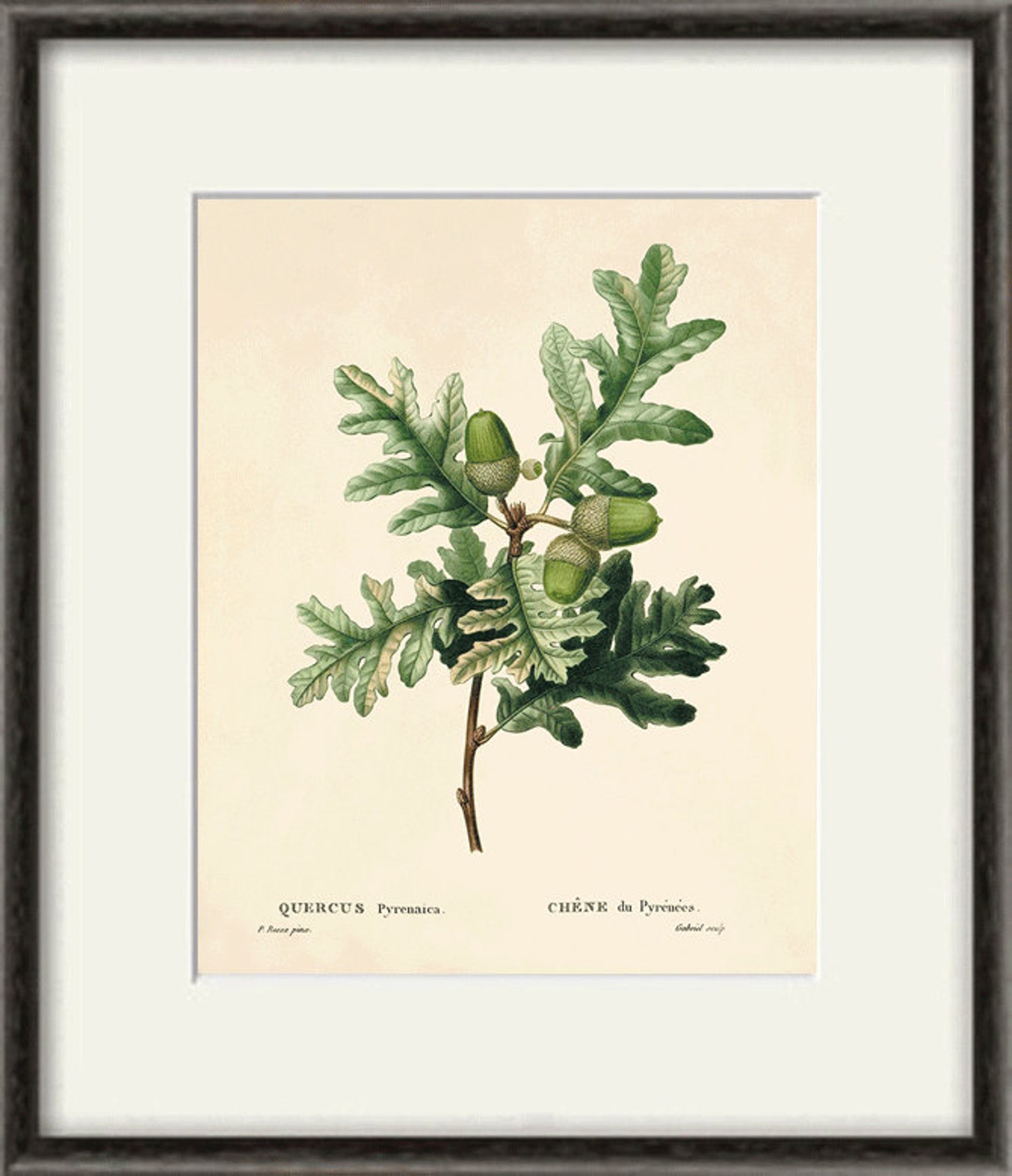 Antiqua Botanical Art Prints Oak Leaf Art Botanical Print Set | Etsy