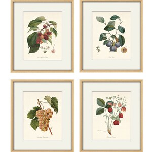 Antique Fruit Art Print Vintage Kitchen Art Print Antique Botanical Art ...