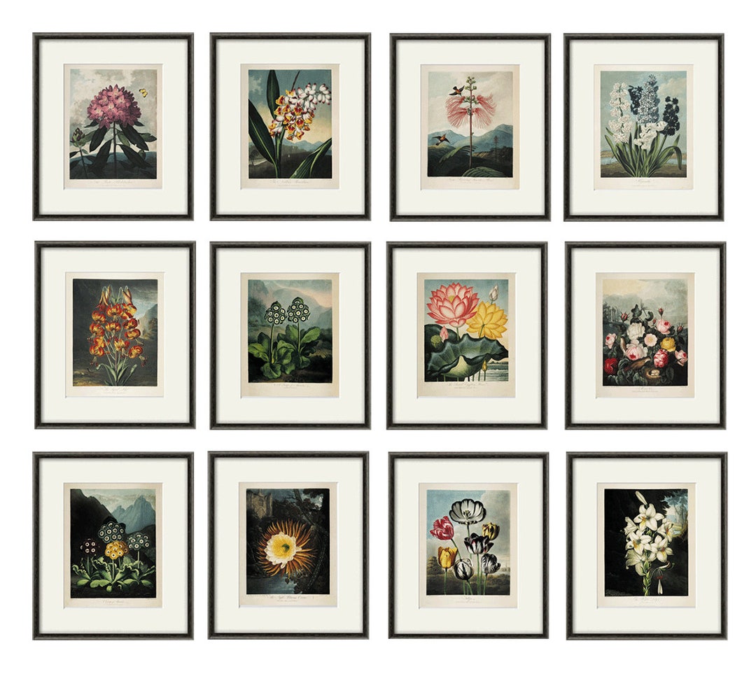 Antique Flower Art Print Set Antique Prints Botanical Art Prints Flower ...
