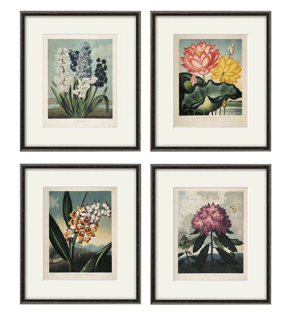 Antique flower art print set antique prints botanical art | Etsy