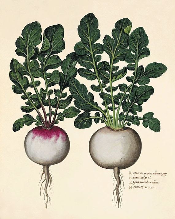 Radish Botanical Illustration