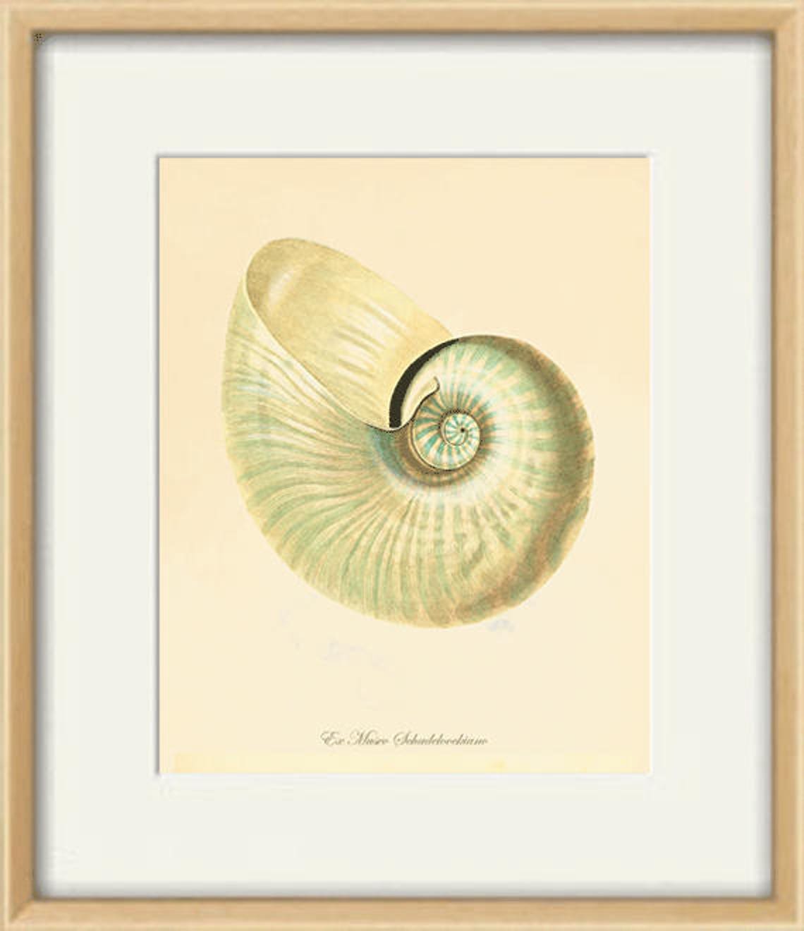 Antique Sea shell art print vintage nautical art print sea art | Etsy