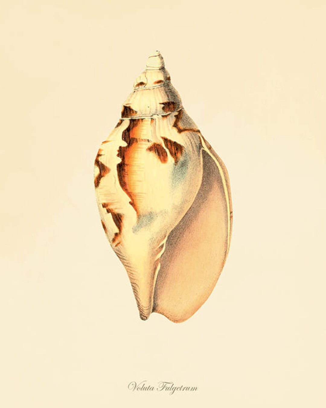 Antique Sea Shell Art Print Sea Beach Art Nautical Print Ocean Print ...