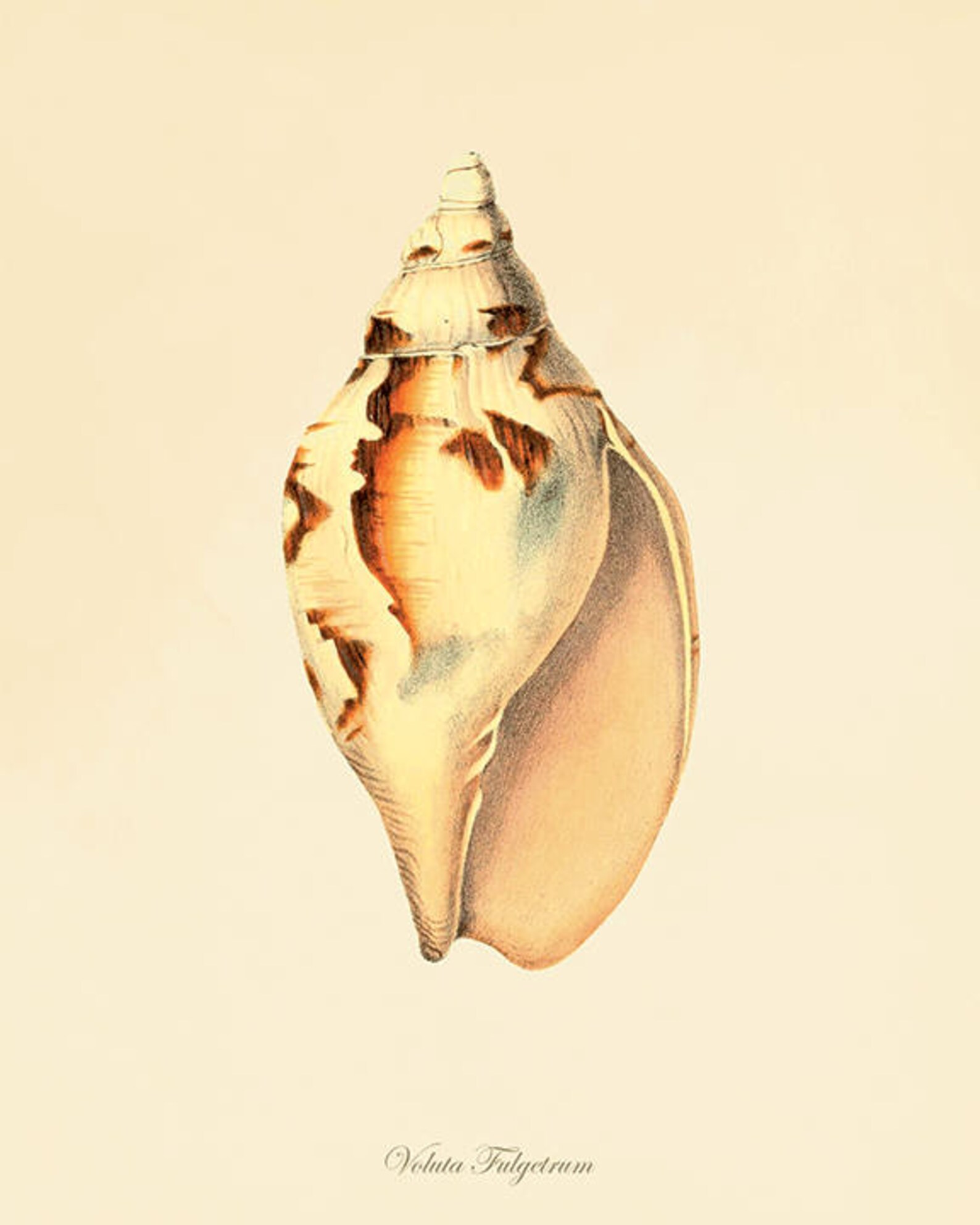 Antique Sea Shell Art Print Sea Beach Art Nautical Print Ocean | Etsy