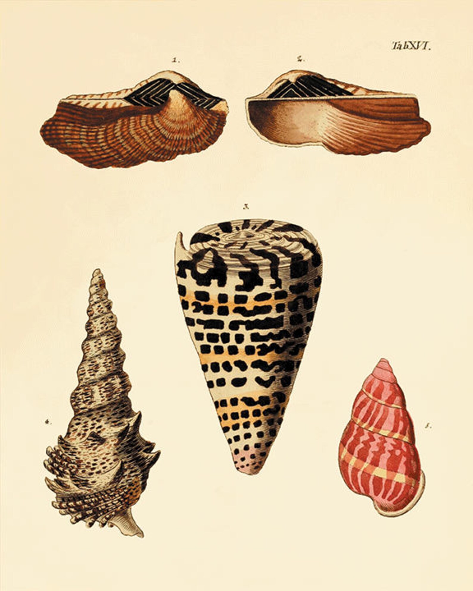 Antique Sea Shell Art Print Sea Beach Art Nautical Print Ocean - Etsy