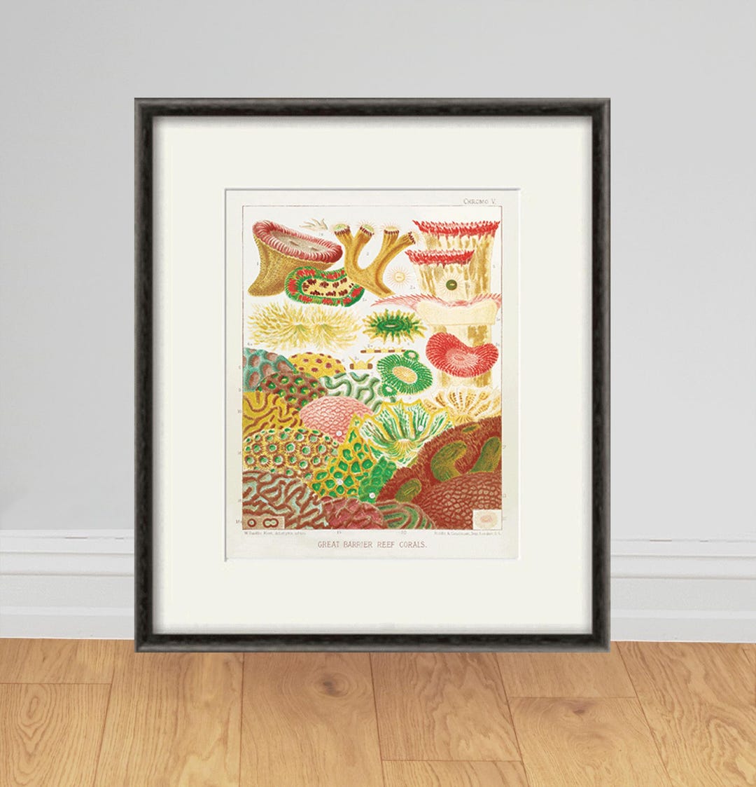 Vintage Coral Reef Print, Australian Sea Life, Victorian Ocean Art - Etsy