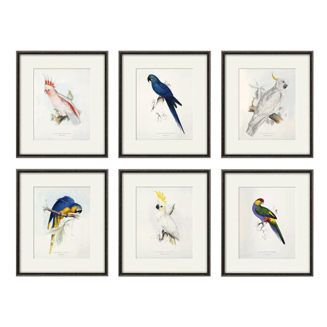 Bird Prints Set Parrot Art Print Set Antique Prints Bird Art - Etsy