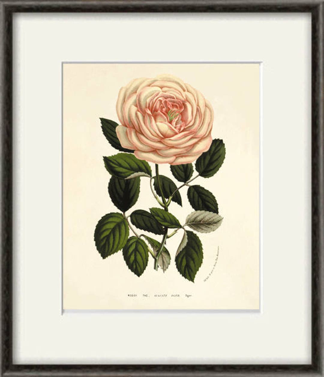 Pink Rose Vintage Flower Art Print Antique Wall Decor Flower Decor ...