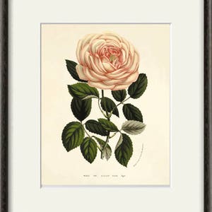 Pink Rose Vintage Flower Art Print Antique Wall Decor Flower Decor ...