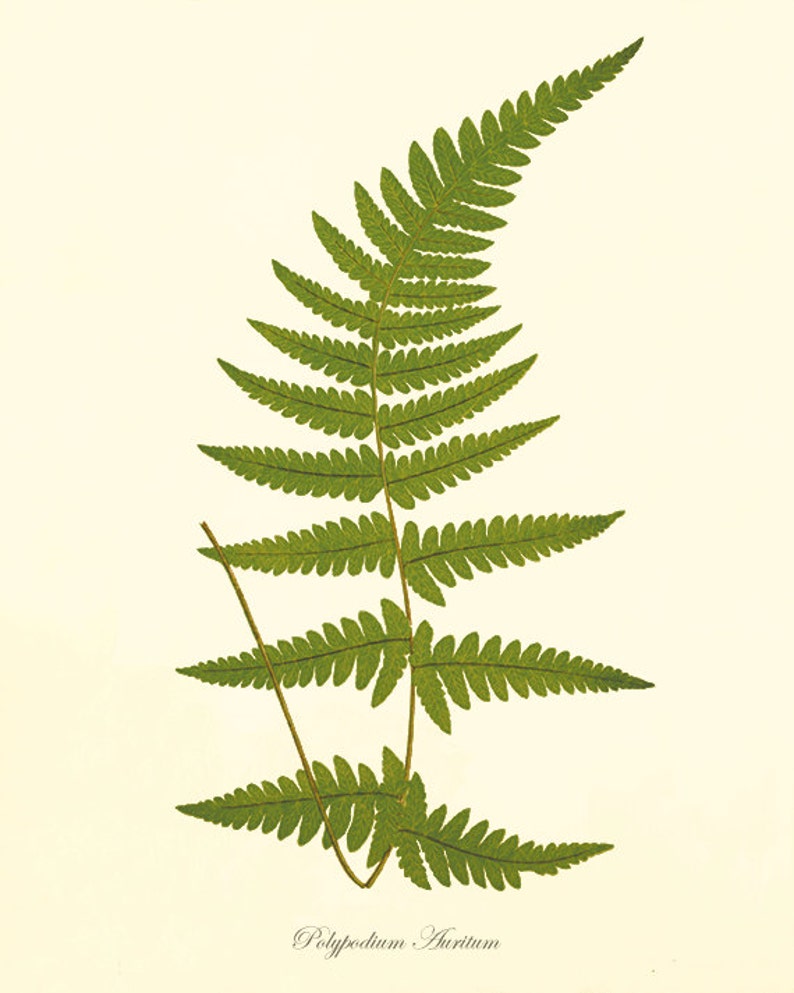 Antique Fern Art Print Vintage Botanical Art Prints Home Decor - Etsy