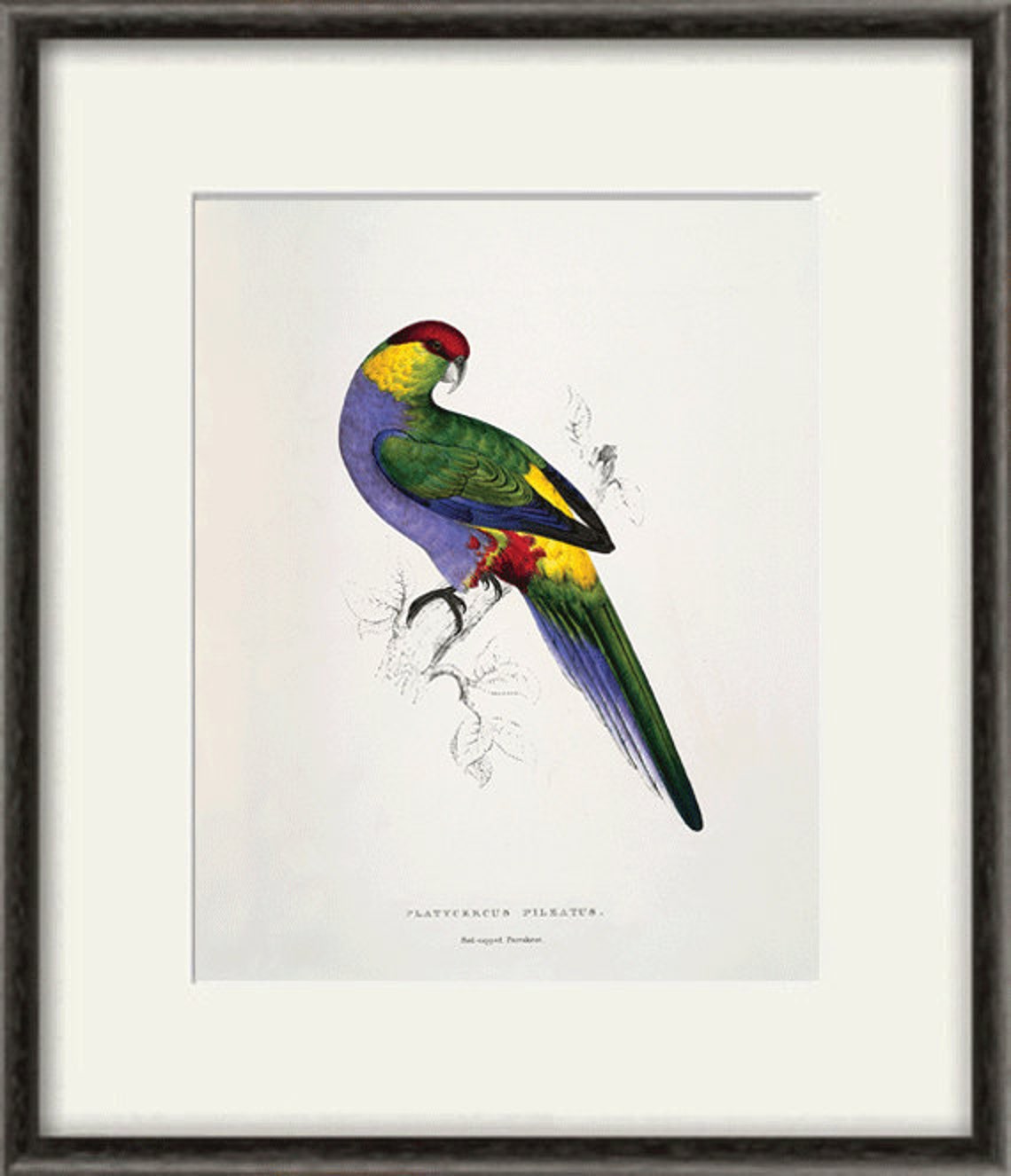 Parrot Art Print Antique Bird Print Nature Wall Art Victorian - Etsy