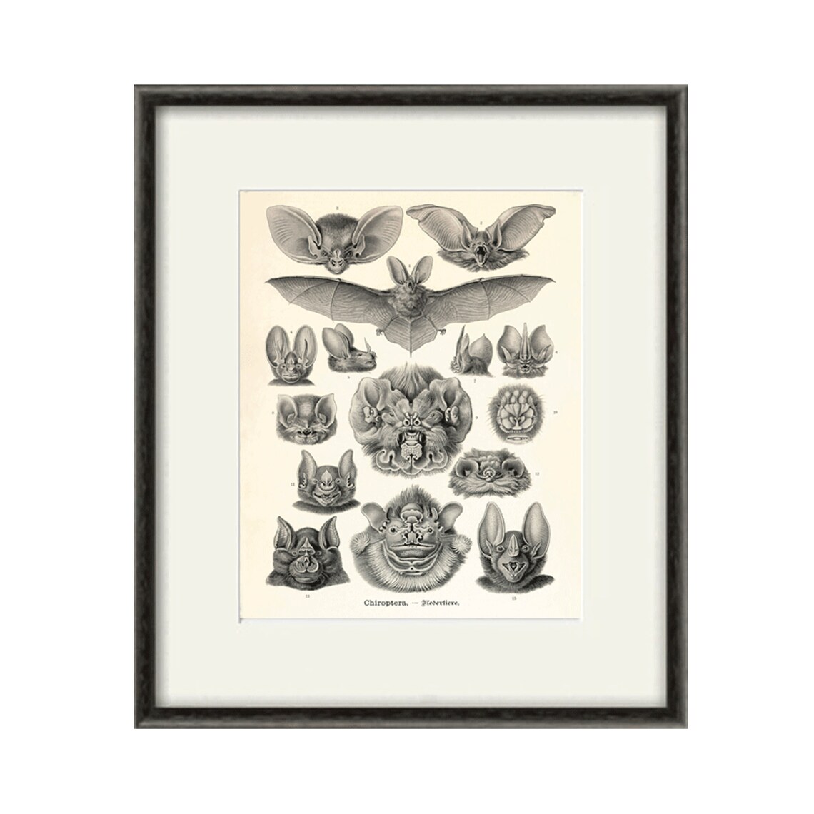 Bats Art Print Vintage Nature Art Print Old Prints Halloween - Etsy
