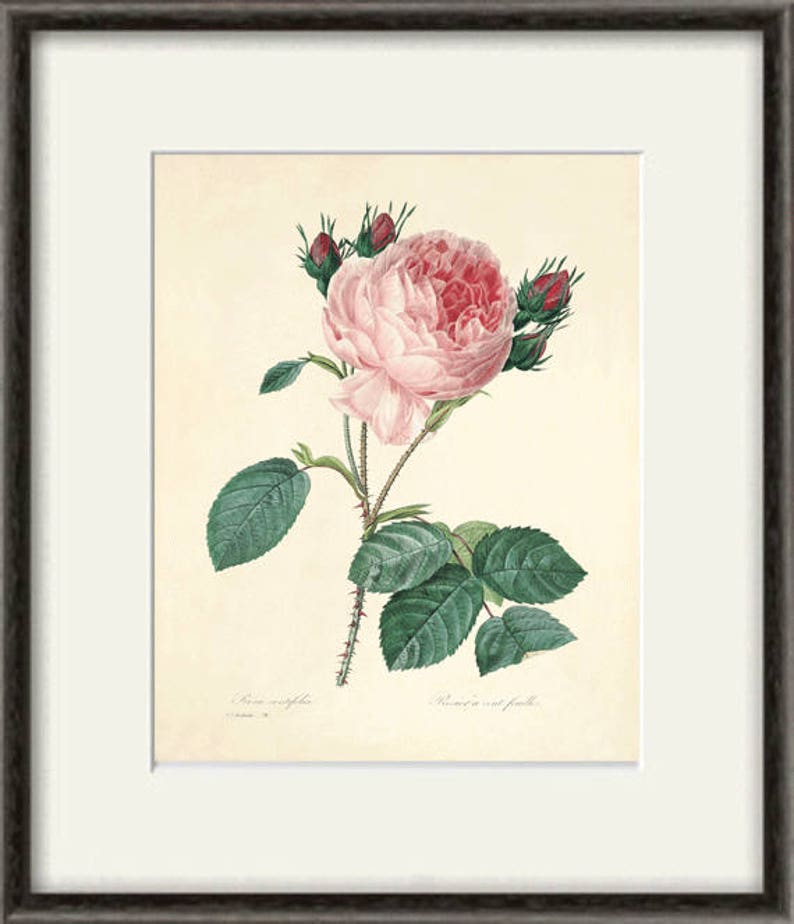 Rose Art Print Poster Antique Prints Botanical Art Prints Home | Etsy